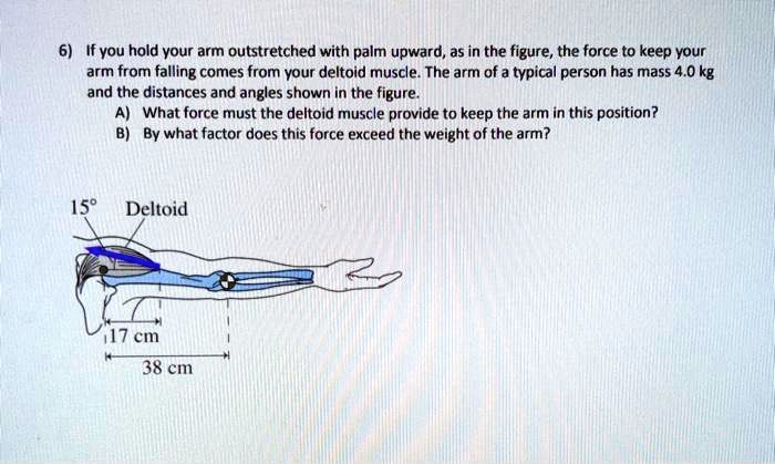 SOLVED: If you hold vour arm outstretched with palm upward, as in the ...