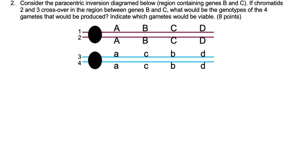 [GET ANSWER] consider the paracentric inversion diagramed below region ...