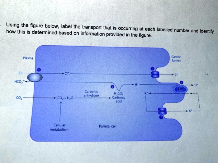Using the figure below, label the transport that is...