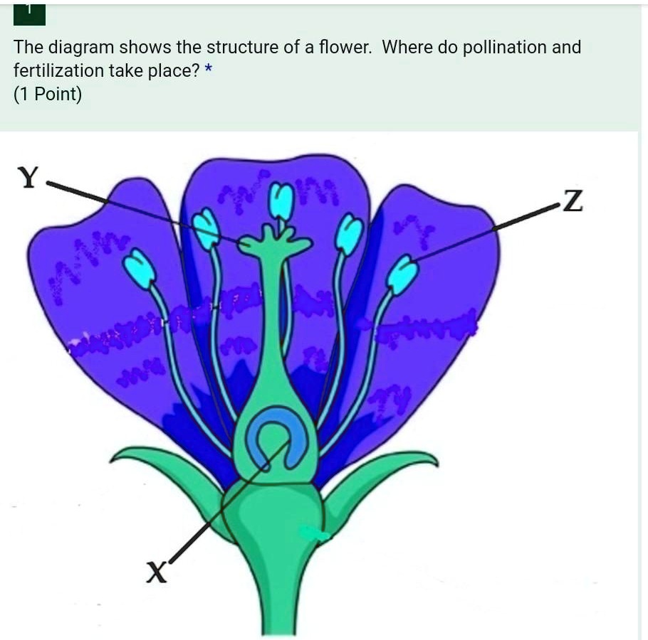 The diagram shows the structure of a flower. Where do...
