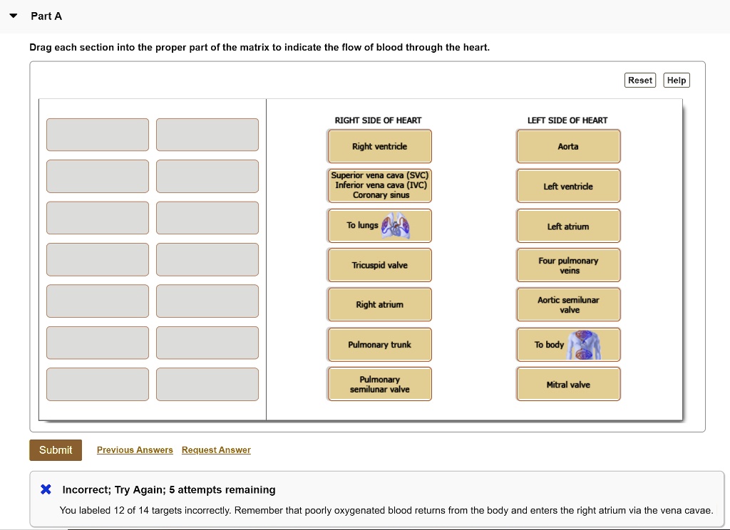 SOLVED: I guess it wants the structures labeled from superior to ...