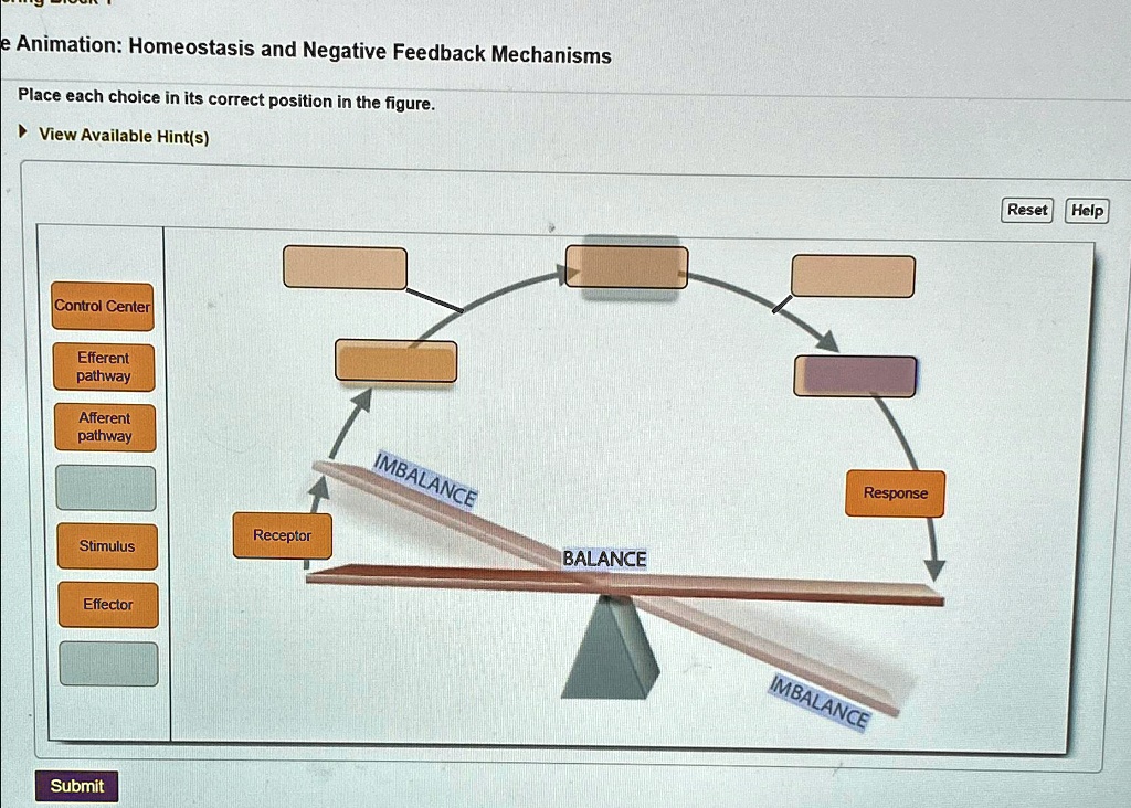 animation homeostasis and negative feedback mechanisms place each ...