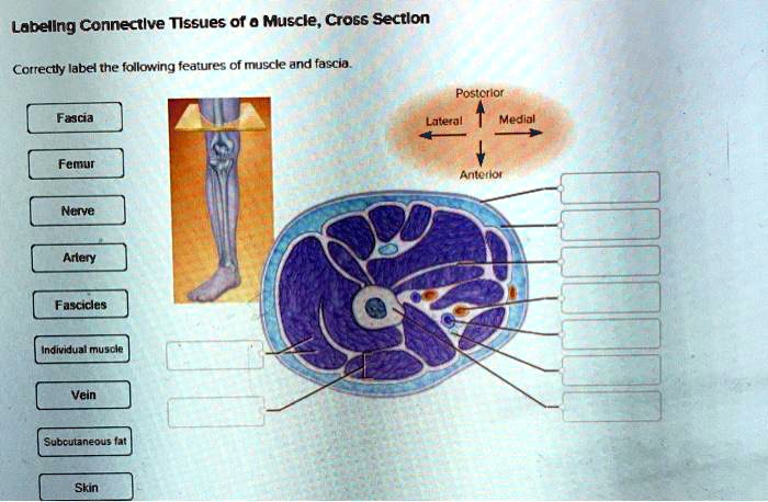 SOLVED: Labellng Connectlve Tissues of a Muscie,Cross Sectlon Correctly ...