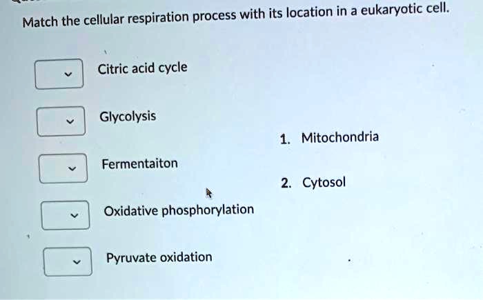 Match the cellular respiration process with its location in...