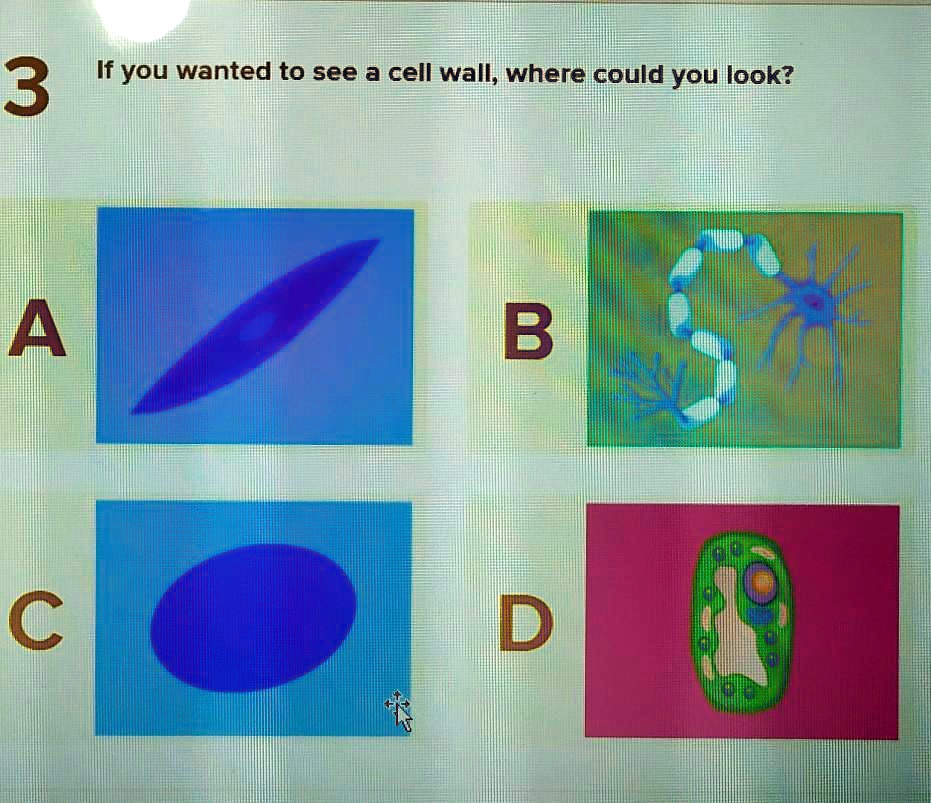 SOLVED: If you wanted to see a cell wall, where could you look? A B С D ...
