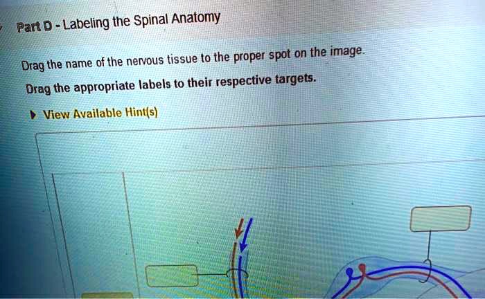 [GET ANSWER] Part D - Labeling the Spinal Anatomy Drag the name of the ...