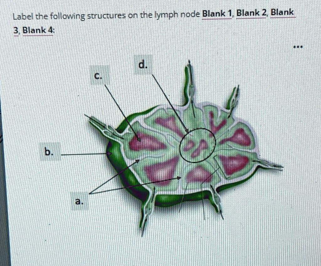 Label the following structures on the lymph node (A-D please) Label the following structures on ...