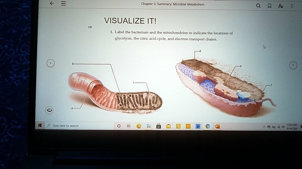 chapter summary microbial metabolism 5 a visualize iti 1 label the ...