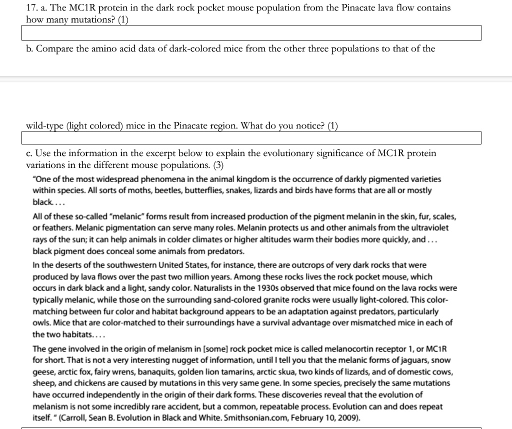 SOLVED: The MC1R protein in the dark rock pocket mouse population from ...