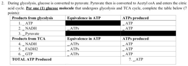 2. During glycolysis, glucose is converted to pyruvate. Pyruvate then is converted to Acetyl coA ...