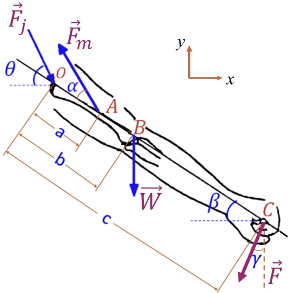 SOLVED: Question 1) The forces acting on the arm of an athlete doing ...