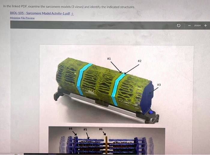 SOLVED: In the linked PDF, examine the sarcomere models (3 views) and ...