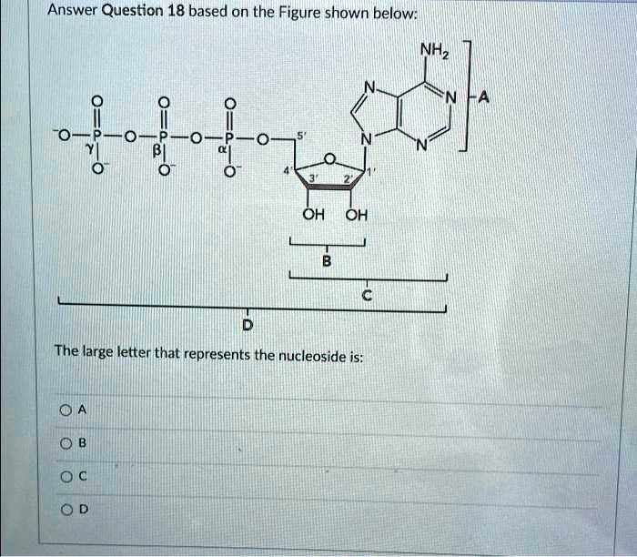 SOLVED: Answer Question 18 based on the Figure shown below NHO @H OH B ... SOLVED: Answer Question 18 based on the Figure shown below NHO @H OH B ...