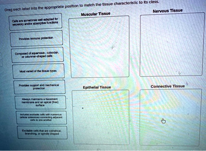 drag each label into the appropriate position to match the tissue characteristic to its class ...
