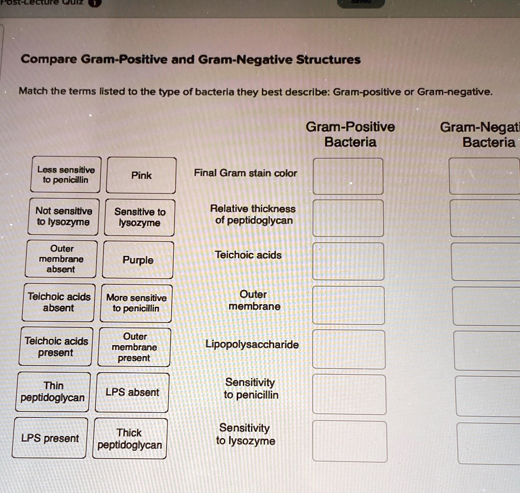 SOLVED: Compare Gram-Positive and Gram-Negative Structures Match the ...