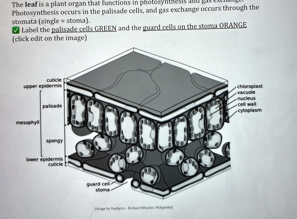 The leaf is a plant organ that functions in photosynthesis and gas ...