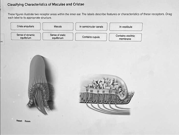 Classifying Characteristics of Maculae and Cristae These figures ...