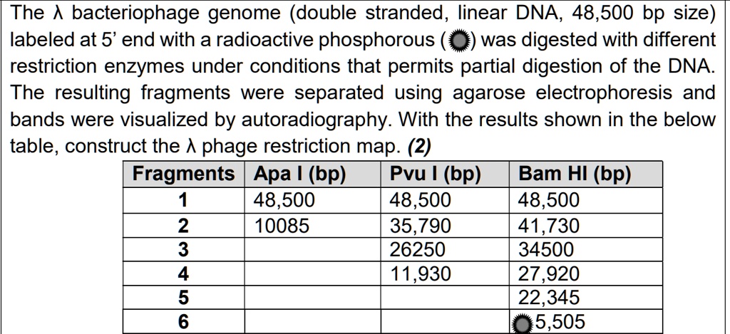 The λbacteriophage genome (double stranded, linear DNA, 48,500 bp size ...