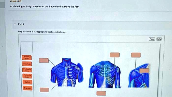 SOLVED: KLabHW Art-labeling Activity: Muscles of the Shoulder that Move the Arm Part A