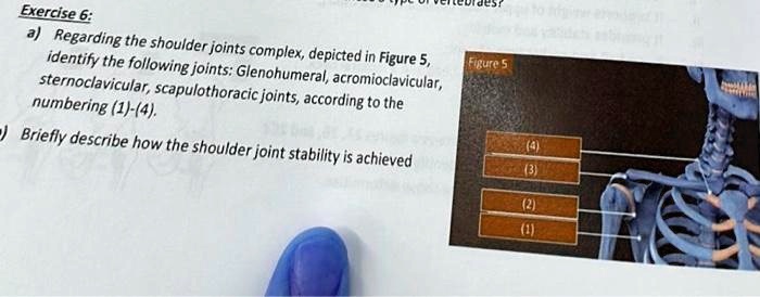 SOLVED: Text: Exercise 6 a) Regarding the shoulder joint complex ...