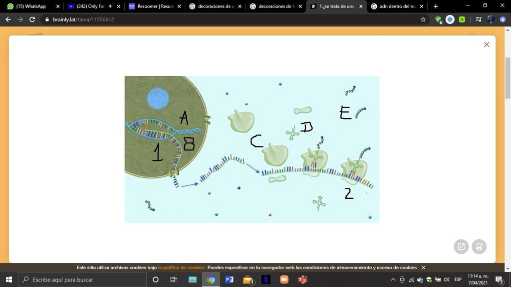 en la figura aparecen representados esquematicamente los pasos las ...