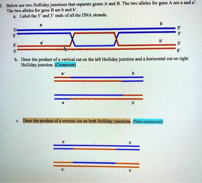 SOLVED:Below are two Holliday junctions that scparate genes A and B The ...