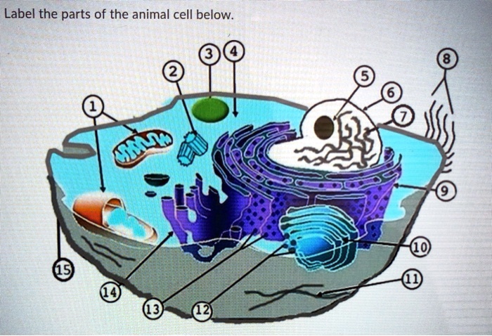 SOLVED: Label the parts of the animal cell below: