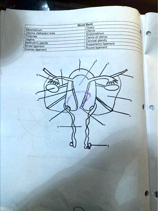 Myometrium Uterine (fallopian) tube Fimbriae Vagina Bartholin's glands ...