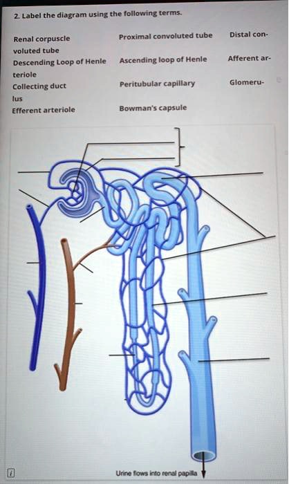 Label the diagram using the following terms: Renal corpuscle Proximal convoluted tubule ...