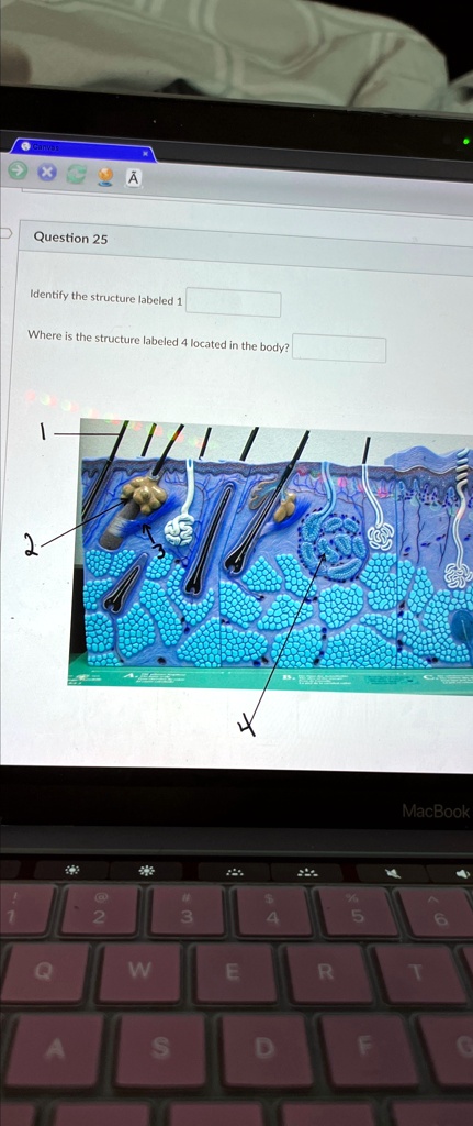 Question 25 Identify the structure labeled 1 Where is the structure ...