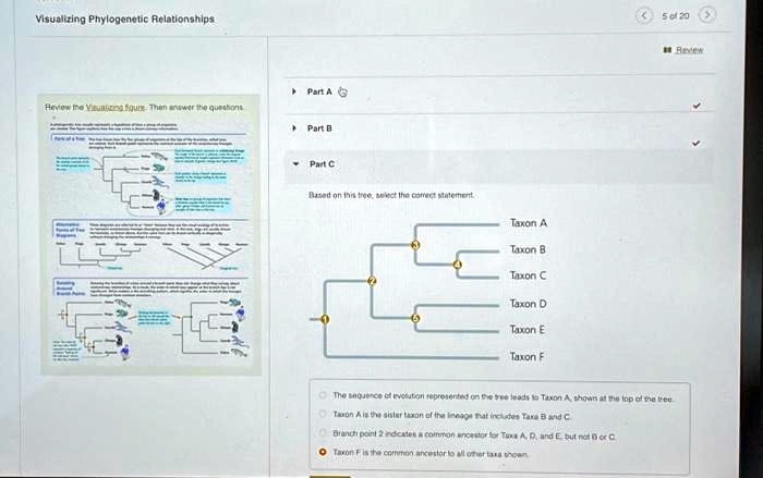 SOLVED: Texts: Visualizing Phylogenetic Relationships Review the ... SOLVED: Texts: Visualizing Phylogenetic Relationships Review the ...