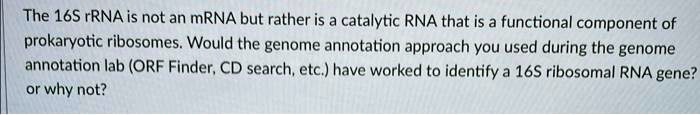 SOLVED: The 16S rRNA is not an mRNA but rather is a catalytic RNA that ...