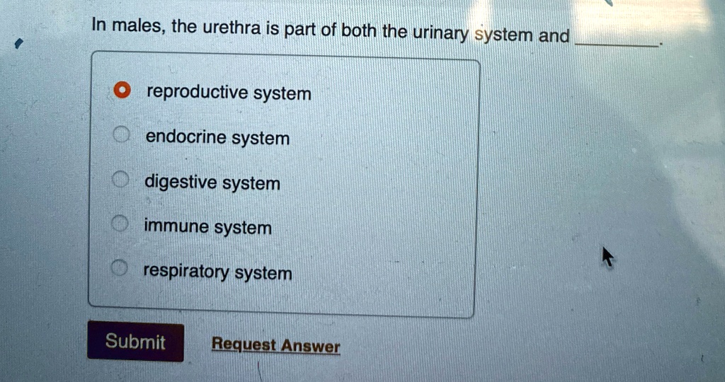 In males, the urethra is part of both the urinary system and ...