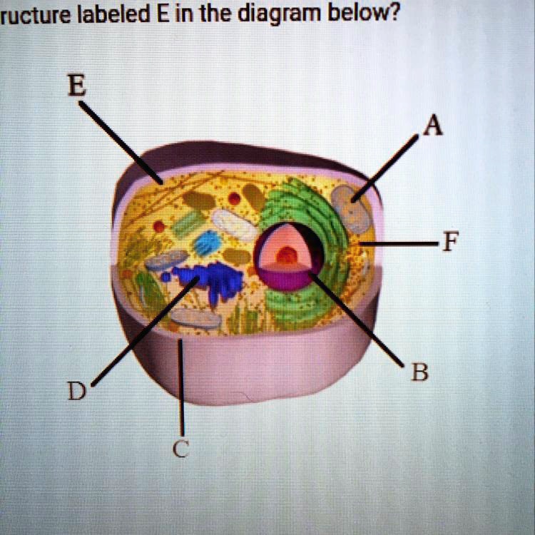 what is the structure labeled e in the diagram below ructure labeled e ...