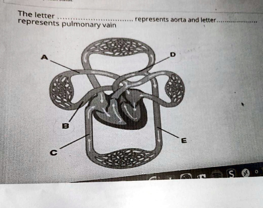 SOLVED: The letter represents pulmonary-vain' represents aorta and letter