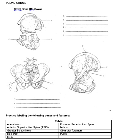 PELVIC GIRDLE Coxal Bone (Os Coxa) A C Practice labeling the following ...