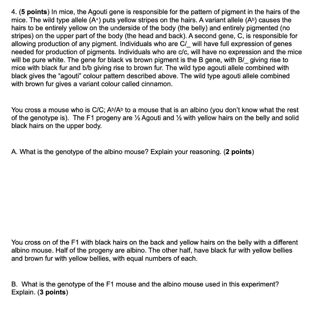 SOLVED: 4. (5 points) In mice, the Agouti gene is responsible for the ...