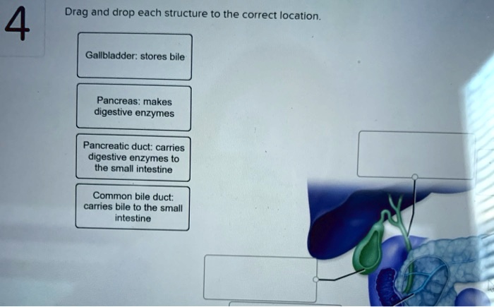 SOLVED: Drag and drop each structure to the correct location. 4 Gallbladder: stores bile ...