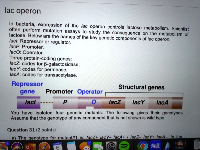 SOLVED:lac operon In bacteria, expression of the Iac often perform ...