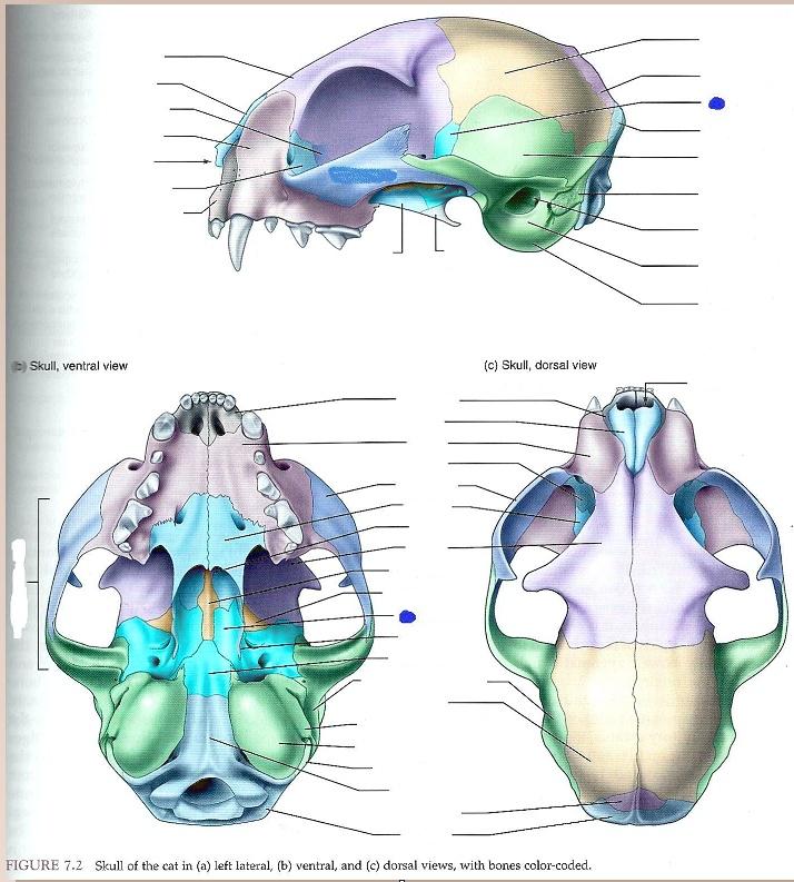 SOLVED:Srull; ventral view (c) Skull, dorsal view FIGURE 7.2 Skull of ...