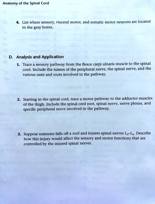 Anatomy of the Spinal Cord 4. List where sensory, visceral motor, and ...