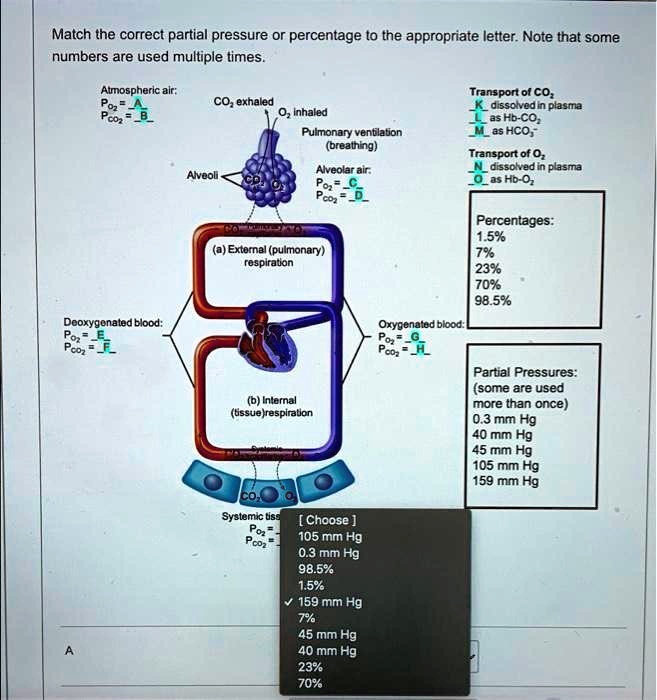 SOLVED: Text: Match the correct partial pressure or percentage to the ...
