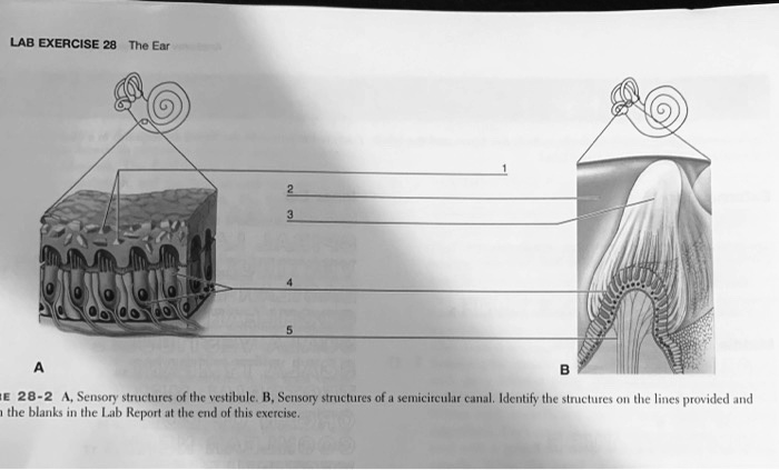 SOLVED: LAB EXERCISE 28: The Ear A. Sensory structures of the vestibule ...