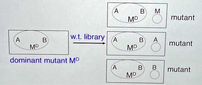 A B MD M mutant A B w.t. library A B A mutant MD MD dominant mutant MD ...