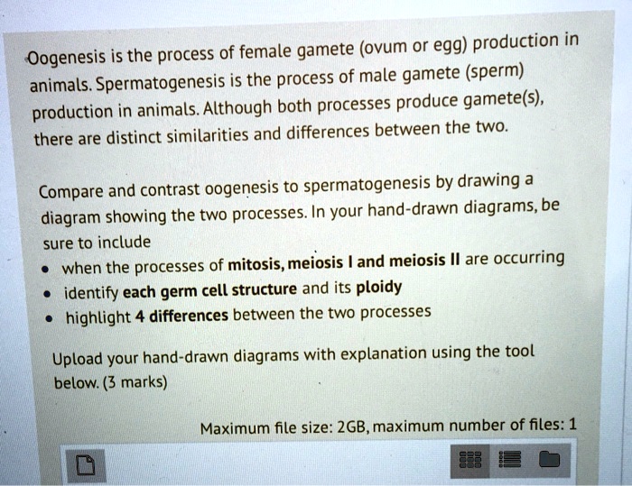 oogenesis is the process of female gamete ovum or egg production in ...