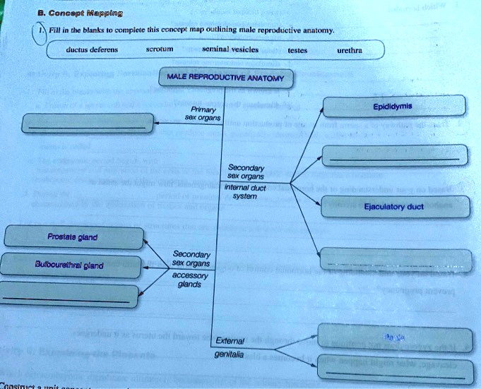 B. Concept Mapping 1. Fill in the blanks to complete this concept map ... B. Concept Mapping 1. Fill in the blanks to complete this concept map ...
