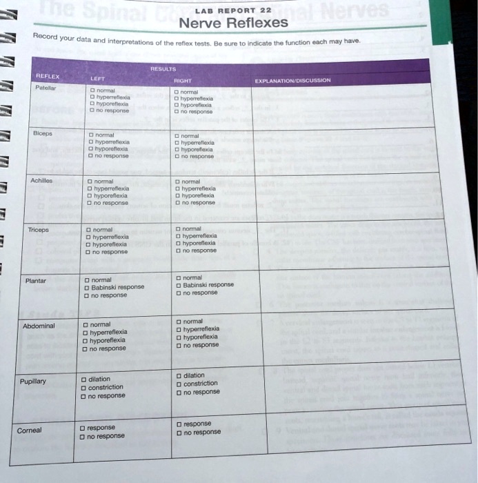 22 The Spinal CoNerve Reflexes Nerves Record your data and ...