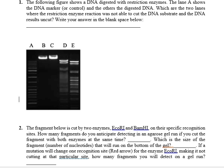 1. The following figure shows a DNA digested with restriction enzymes. The lane A shows the DNA ...