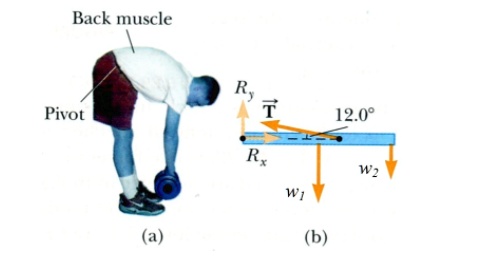 SOLVED: A person bending forward to lift a load "with his back" (see ...