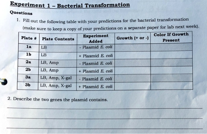 SOLVED: Experiment 1 Bacterial Transformation Questions Fill out the ...